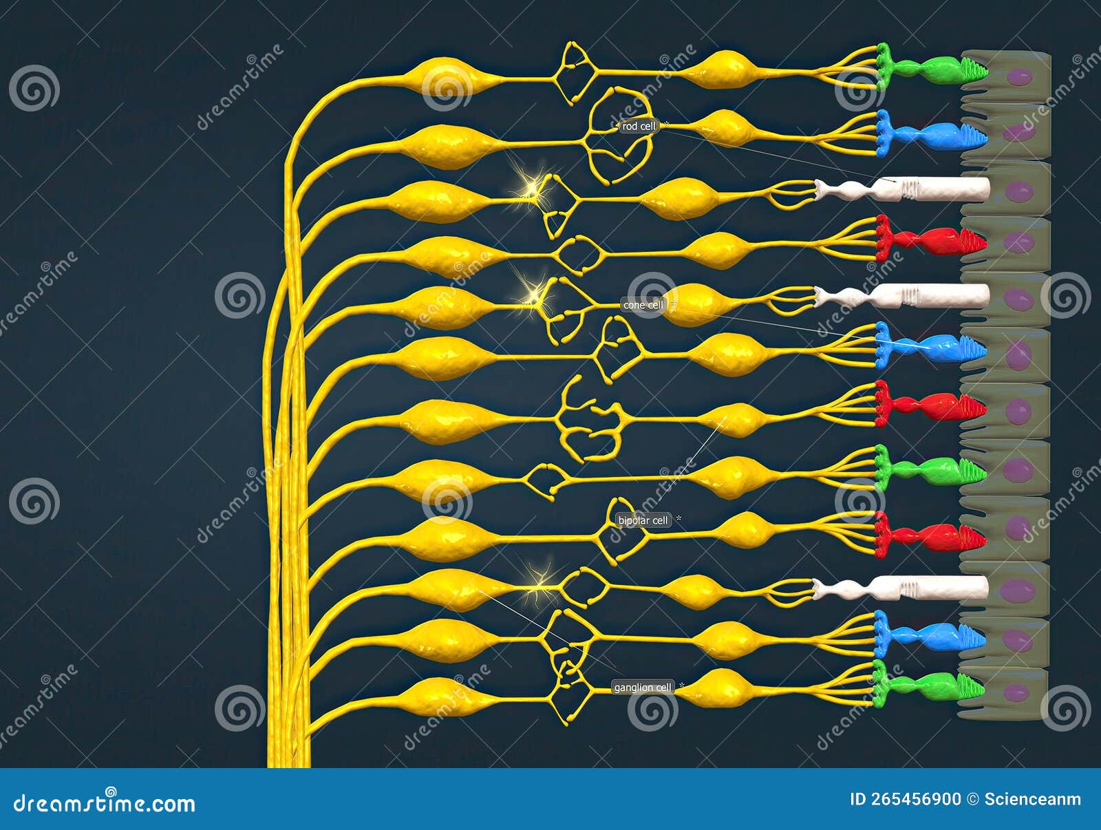 Neural Circuitry of the Retina Stock Illustration - Illustration of ...