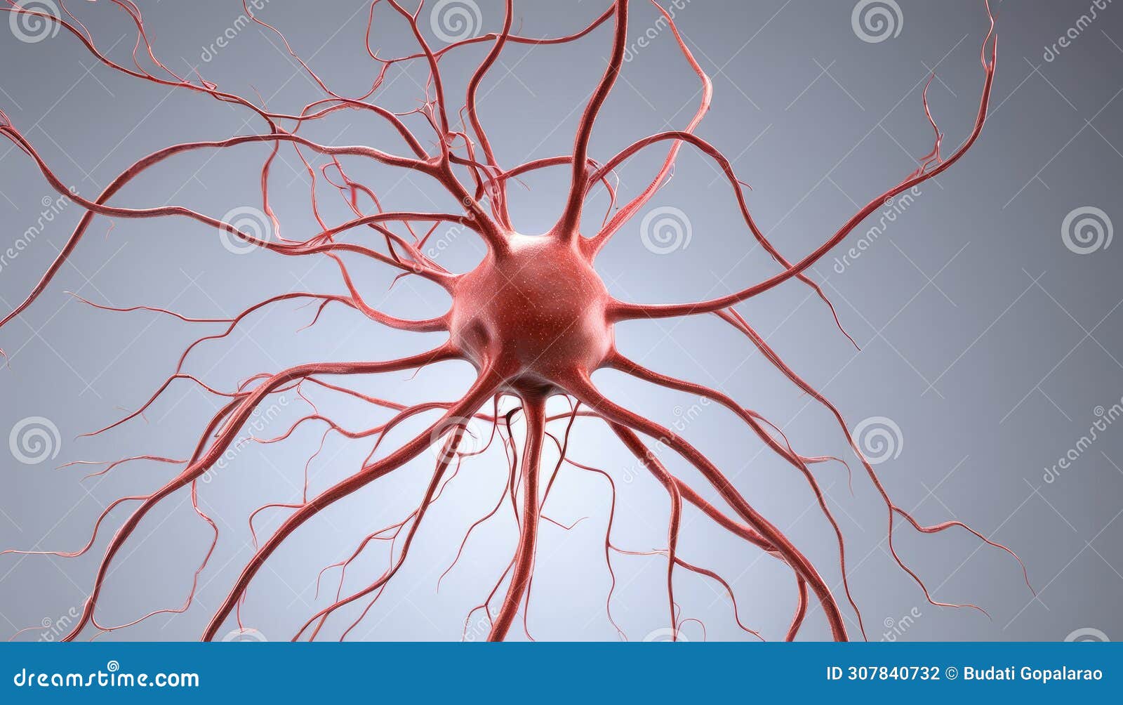Neural Network In Action - A Single Neuron With Dendrites And Axon ...