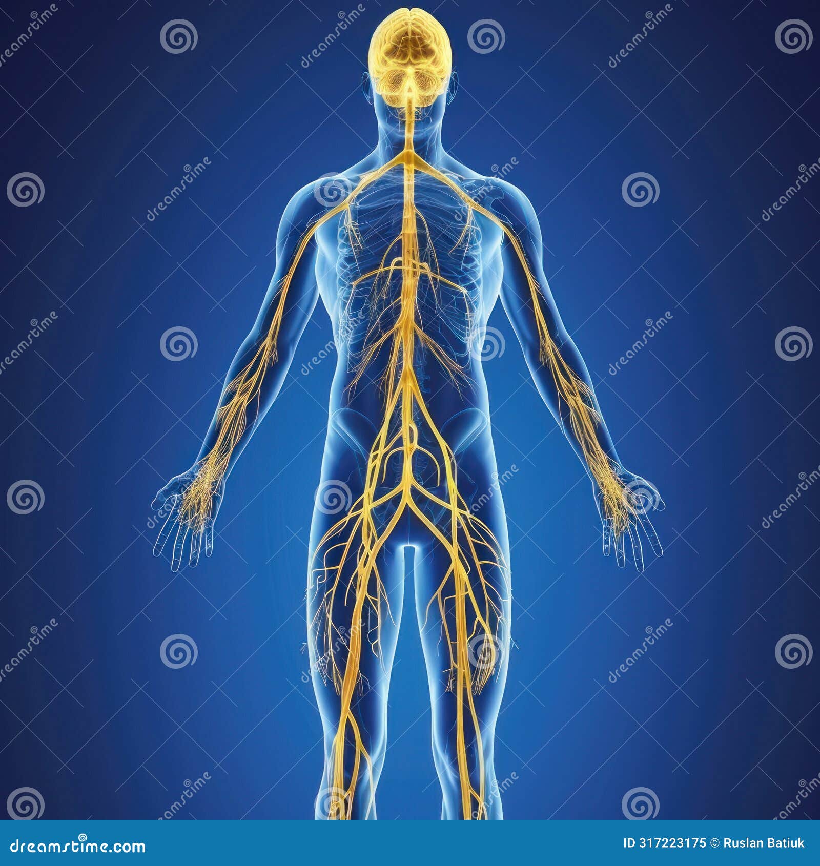 Neural Pathways: Nervous System - Delving into the Pathways of ...