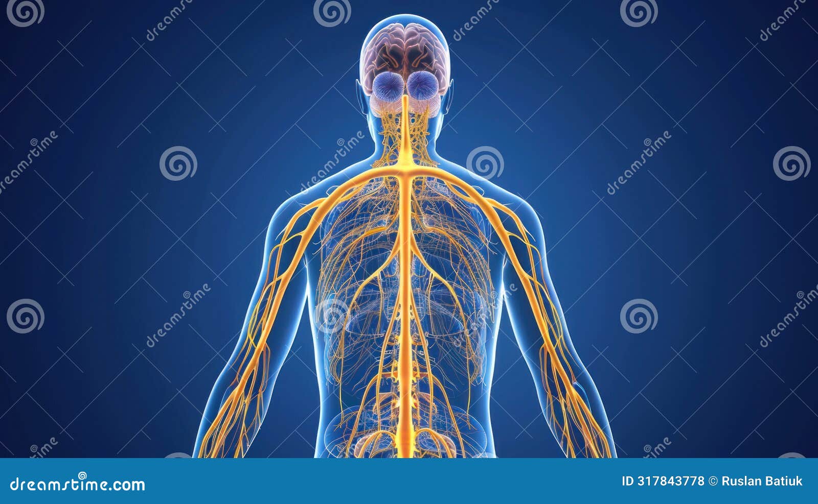 Neural Pathways: Nervous System - Delving into the Pathways of ...