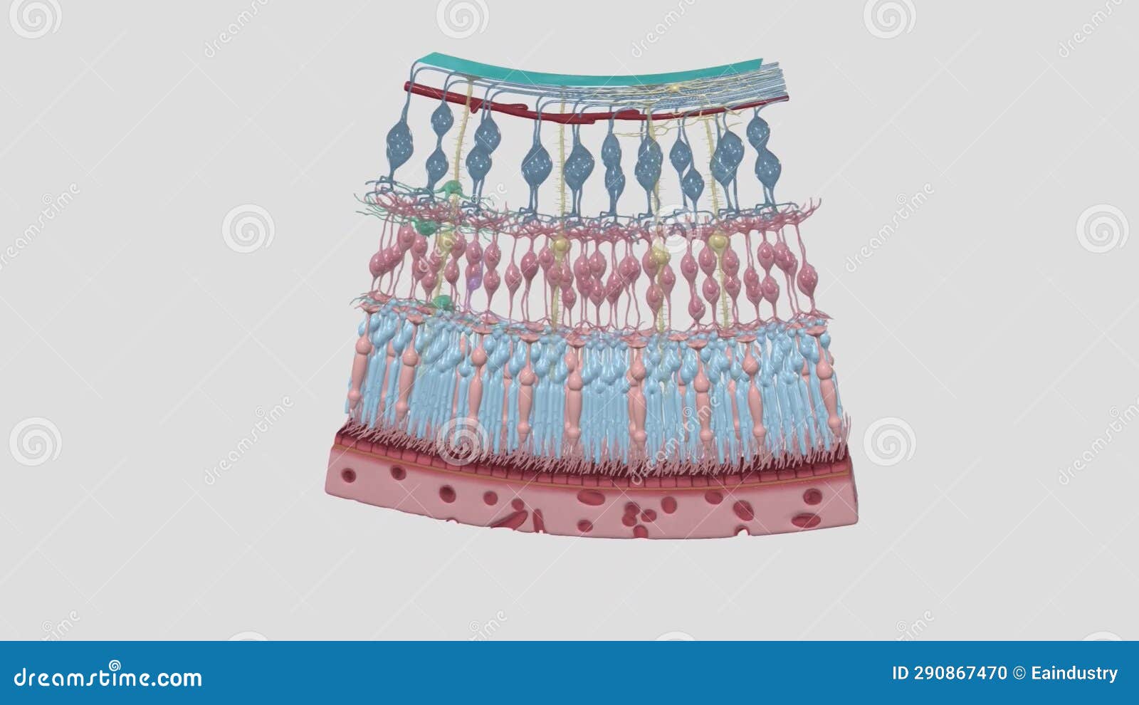 The Neural Retina Consists of Several Layers of Neurons Interconnected ...