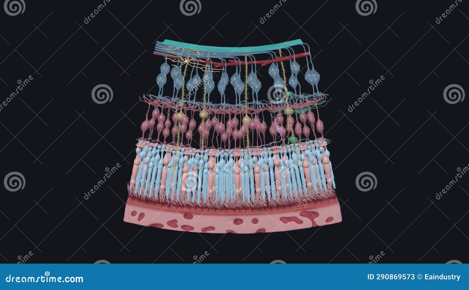 The Neural Retina Consists of Several Layers of Neurons Interconnected ...