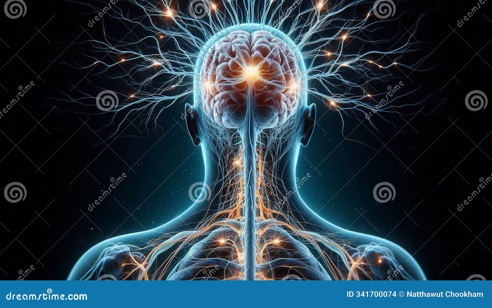 Neural System Connections and Brain Activity Visualization Stock ...