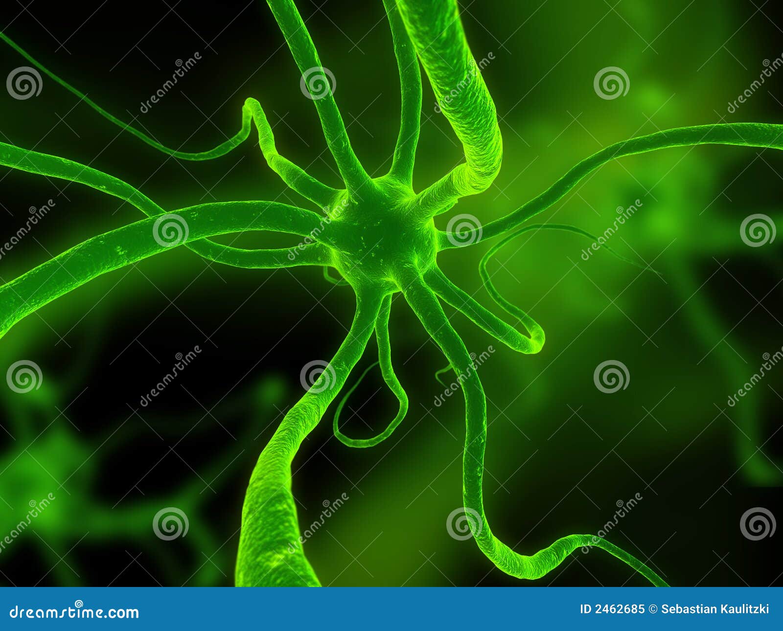 Neurit stock abbildung. Illustration von anatomie, synapse - 2462685