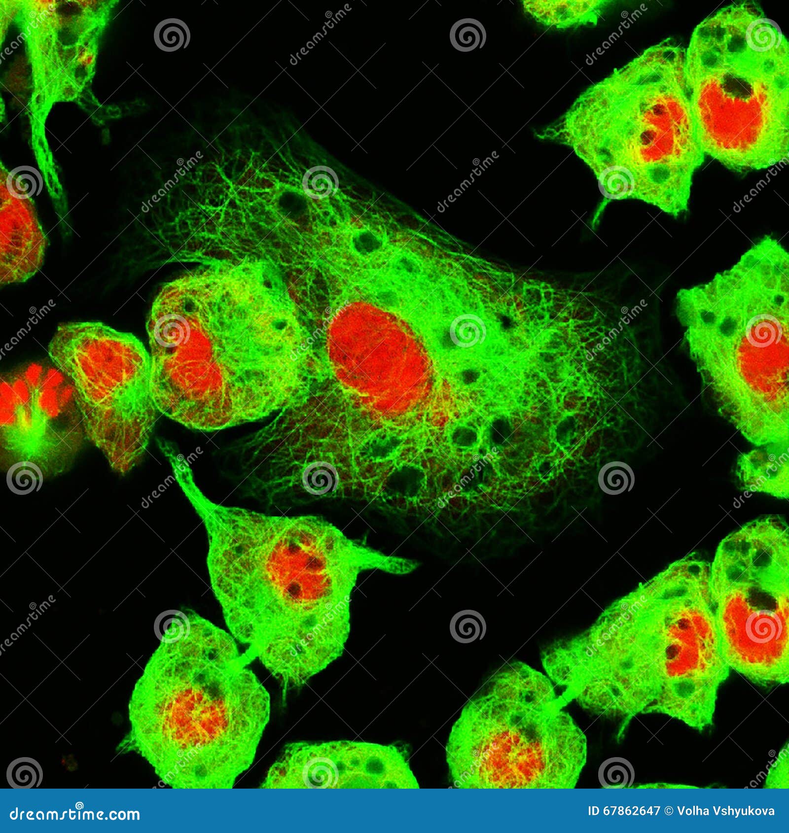 Real Fluorescence Microscopic View Of Human Skin Cells Stock Image ...