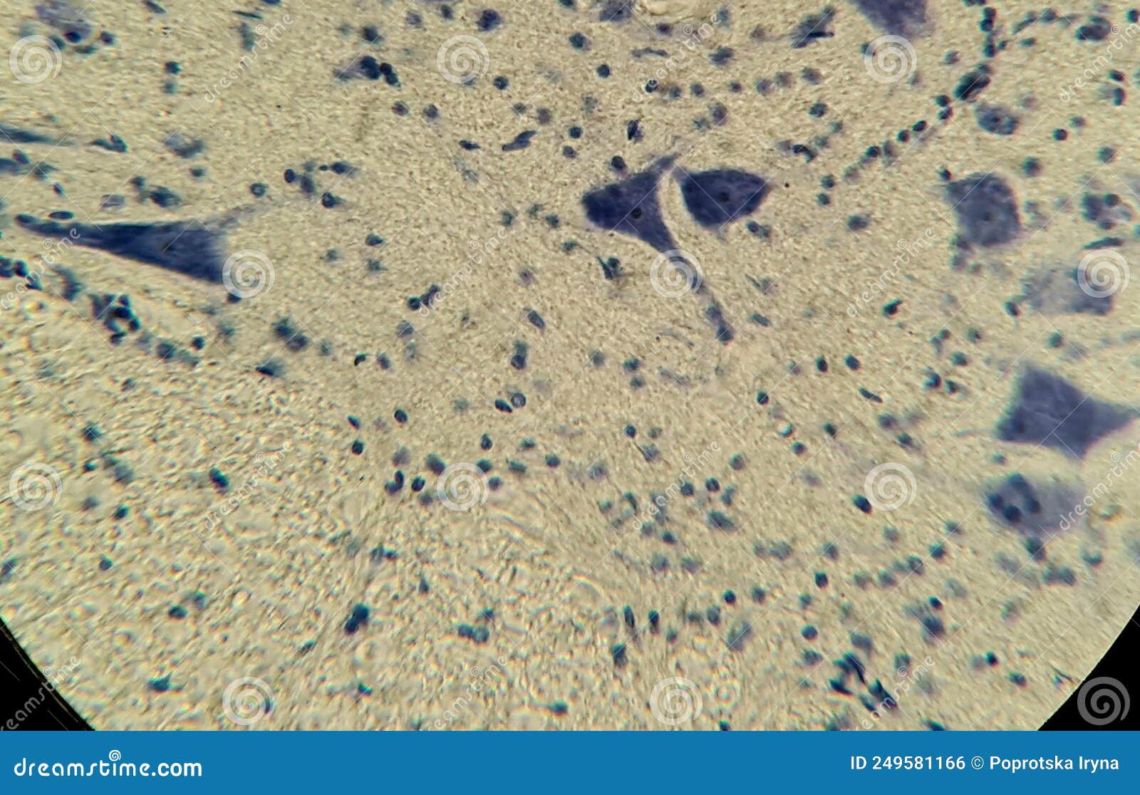 Nervous Tissue Under A Microscope Royalty-Free Stock Photography ...