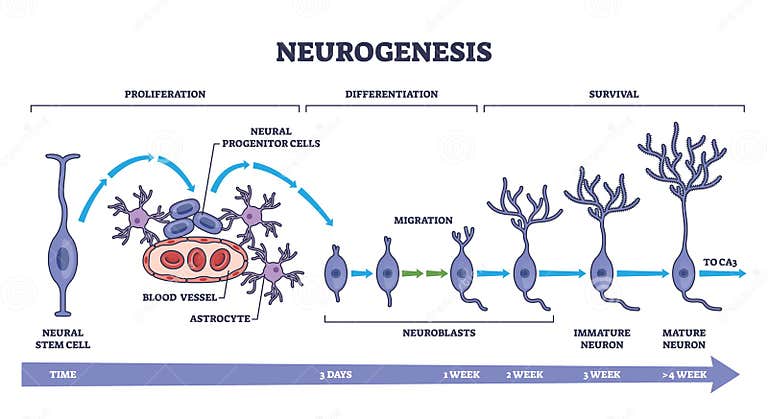 Neurogenesis As Detailed Neuron Development Process Stages Outline ... Neurogenesis As Detailed Neuron Development Process Stages Outline ...