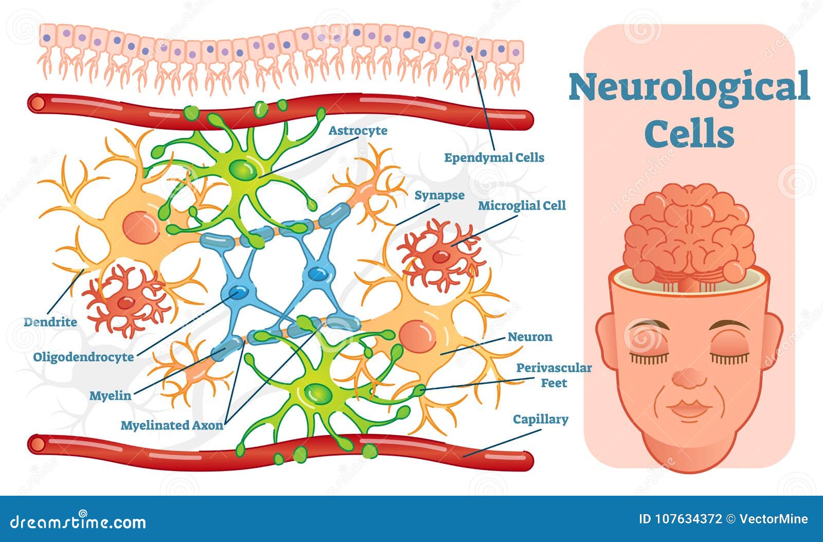 Neurological Cells Vector Illustration Diagram. Educational Medical ... Neurological Cells Vector Illustration Diagram. Educational Medical ...