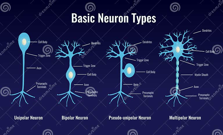 Basic Neuron Types Composition Stock Vector - Illustration of cell ...