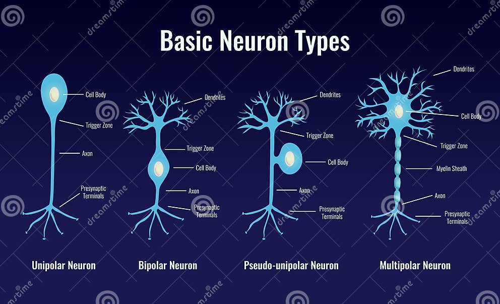 Basic Neuron Types Composition Stock Vector - Illustration of cell ...