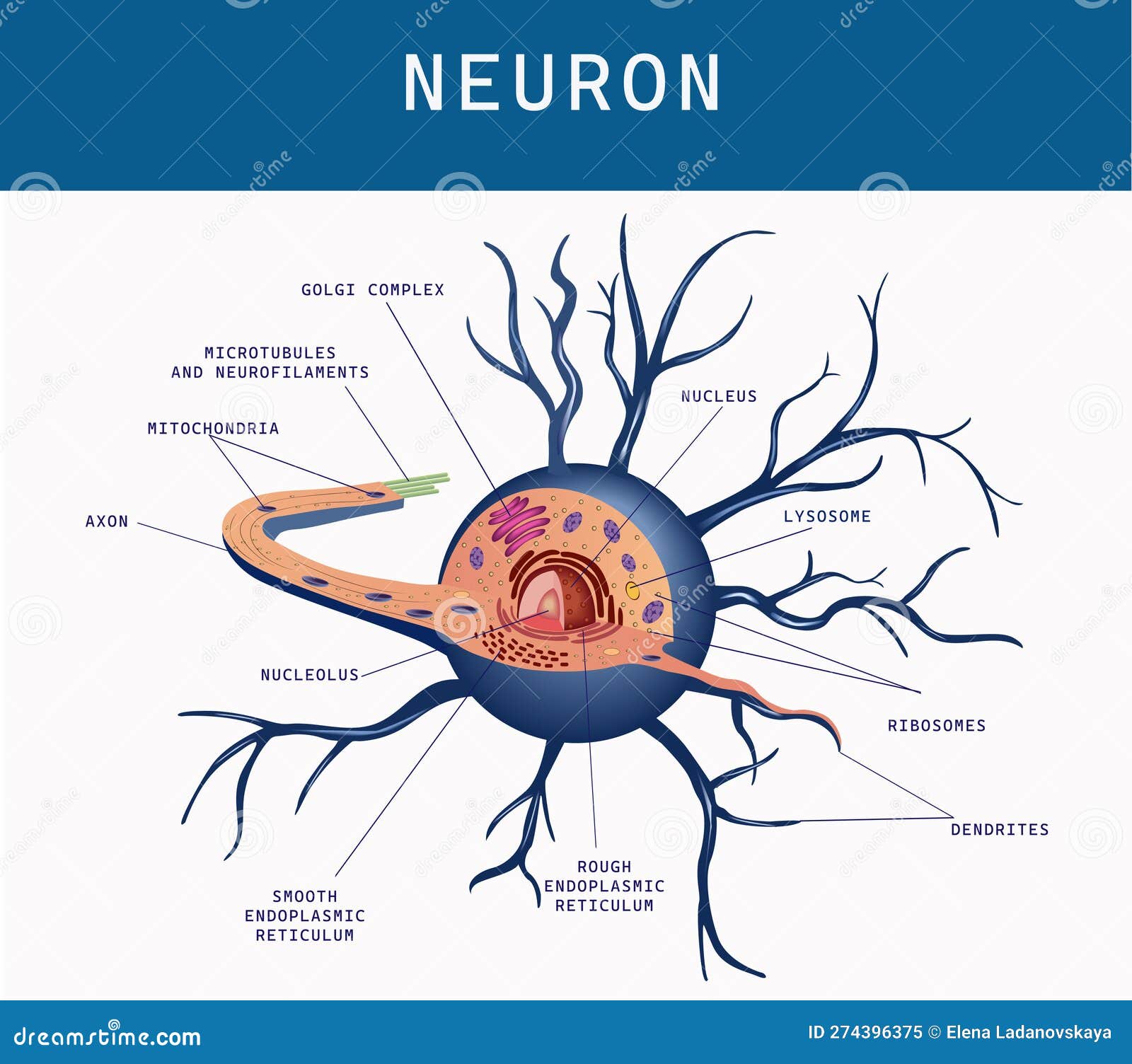 Neurology Nerve Human Science Micro Cell Nervous Nucleus Anatomy ...