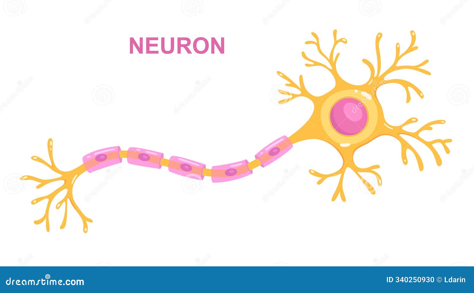 Vector Infographic of Neuron Anatomy Stock Illustration - Illustration ...