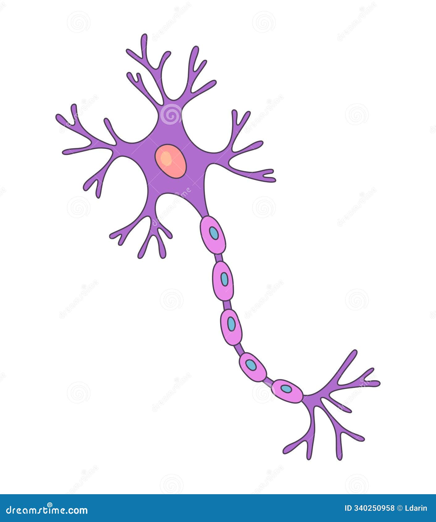 Vector Illustration of Neuron Anatomy. Stock Illustration ...