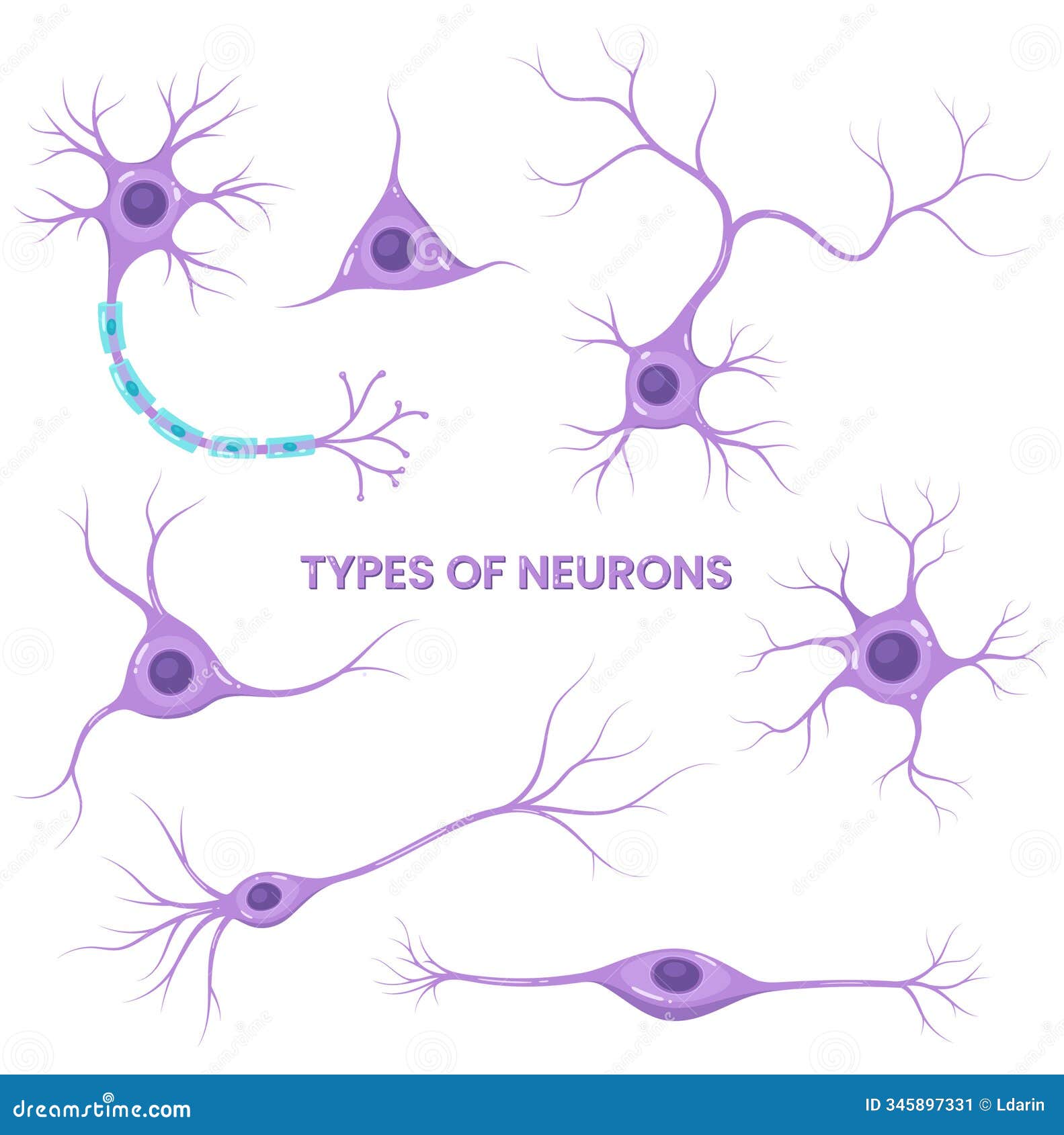 Anaxonic Neuron Cell Cartoon Vector | CartoonDealer.com #131072921