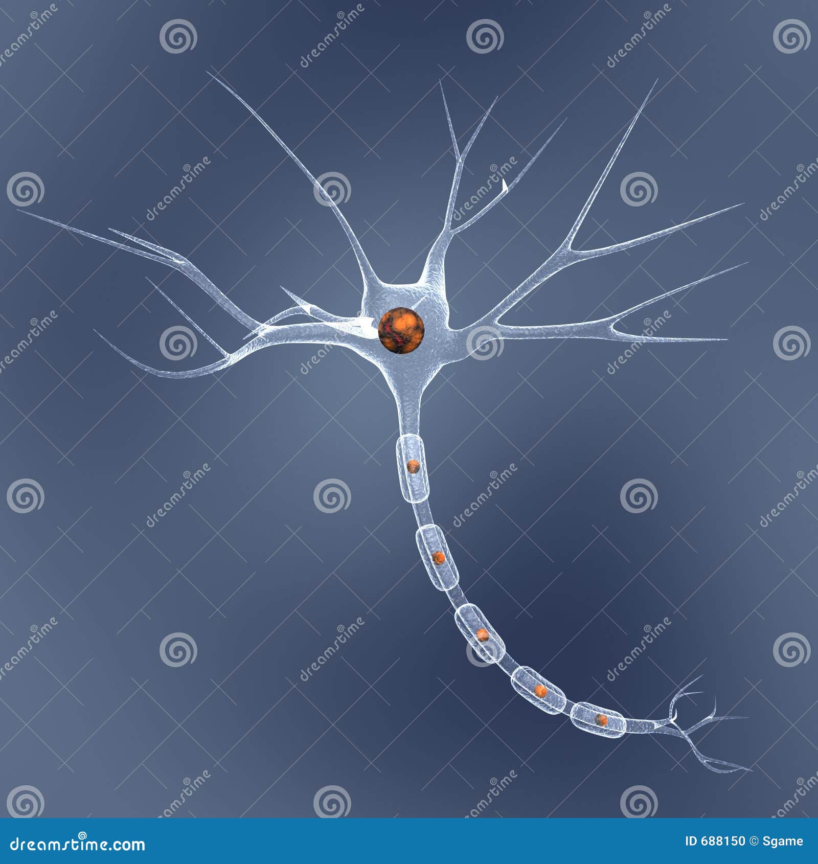 Neuron stock illustration. Illustration of body, medical - 688150 Neuron stock illustration. Illustration of body, medical - 688150