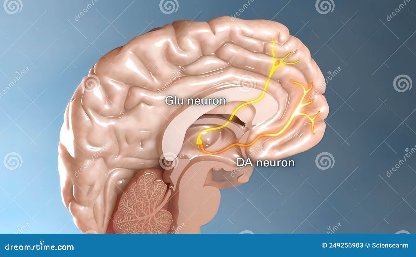 Neuron Activities in the Brain Stock Illustration - Illustration of ...