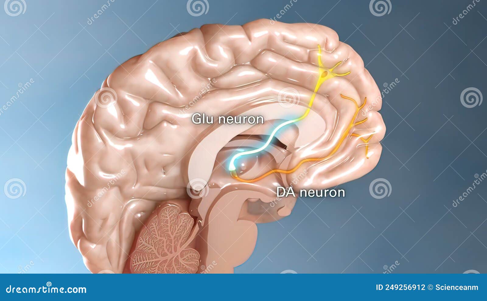 Neuron Activities in the Brain Stock Illustration - Illustration of ...