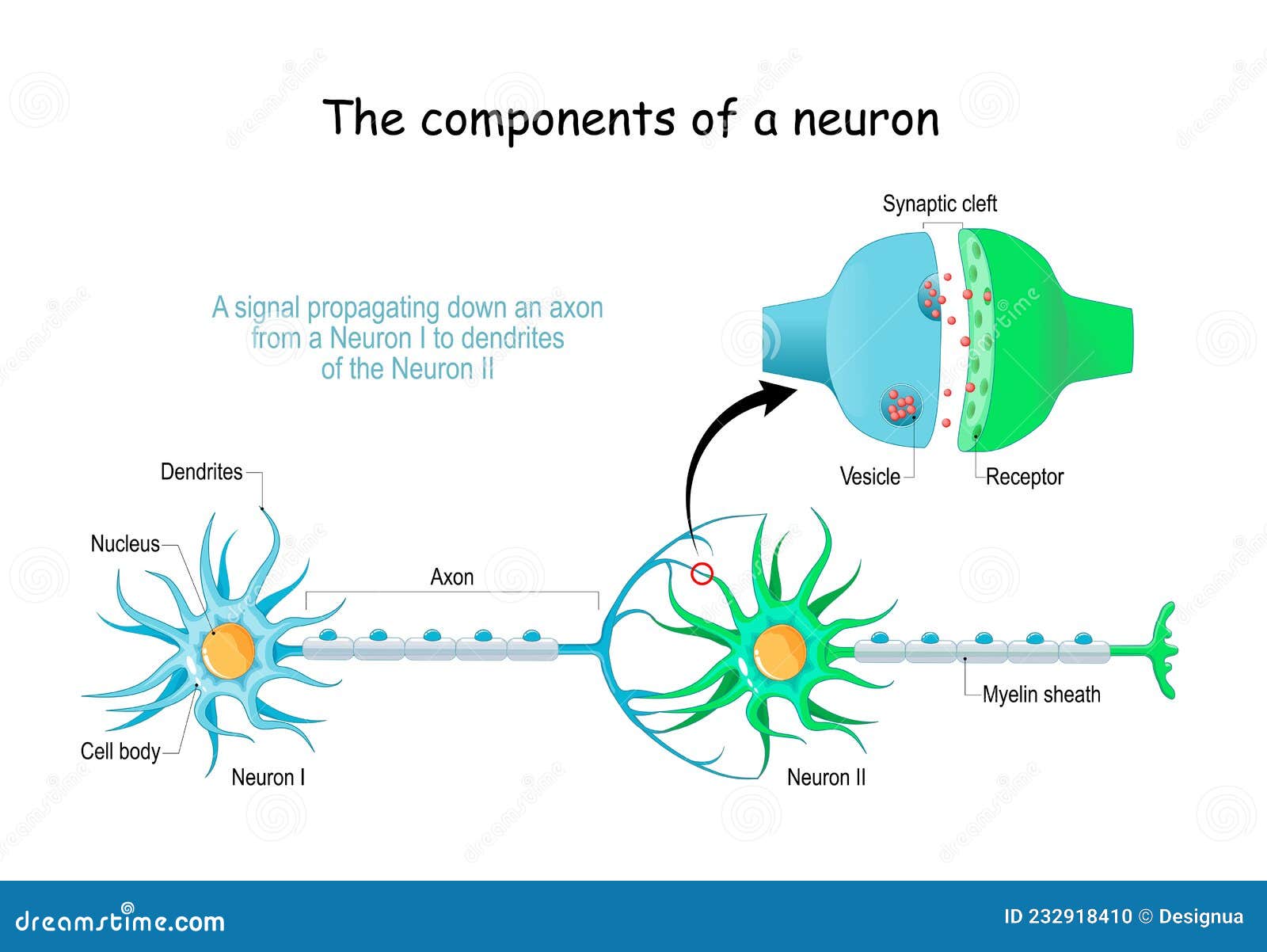 Neuron Anatomy. Close-up of a Chemical Synapse Stock Vector ... Neuron Anatomy. Close-up of a Chemical Synapse Stock Vector ...