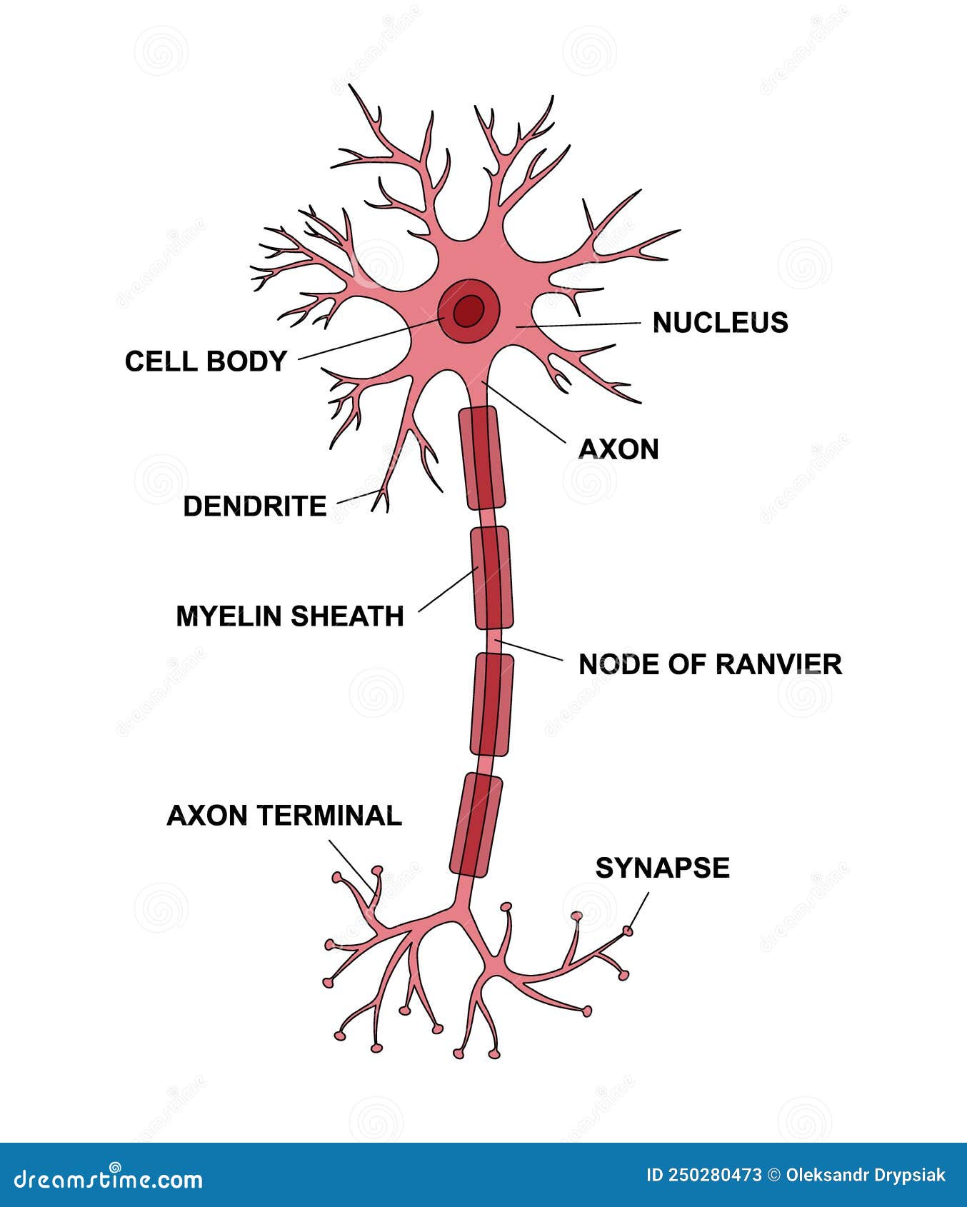 Neuron Anatomy With Description Main Parts Structure Of A Neuron Cell