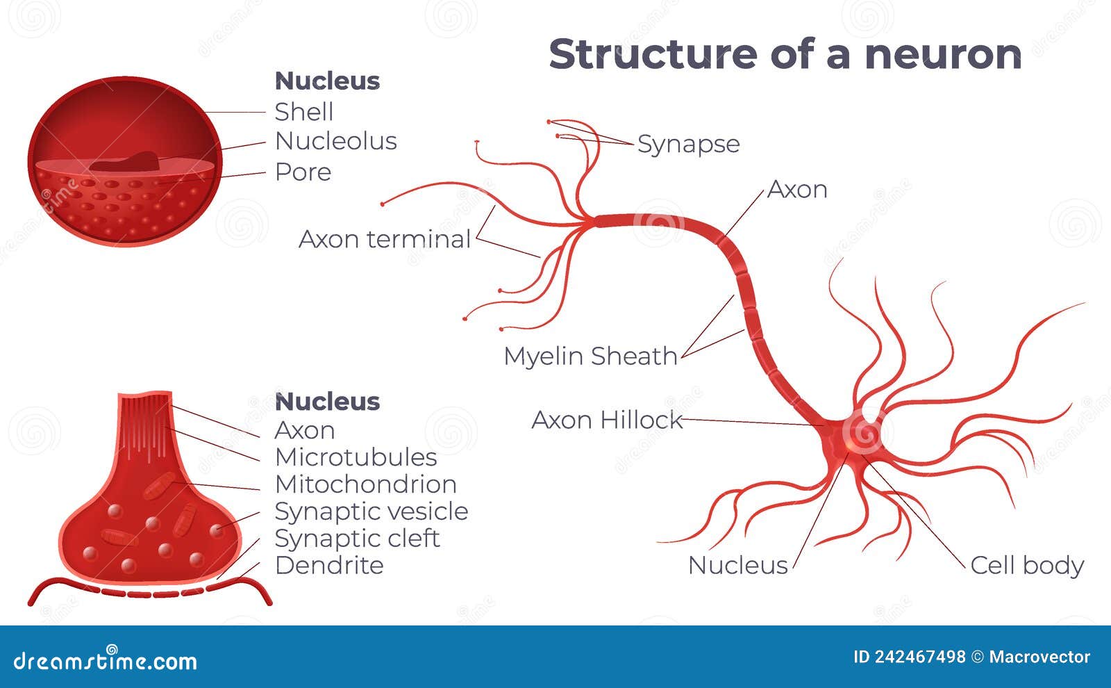 Neuron Anatomy Diagram Composition Stock Vector - Illustration of ...