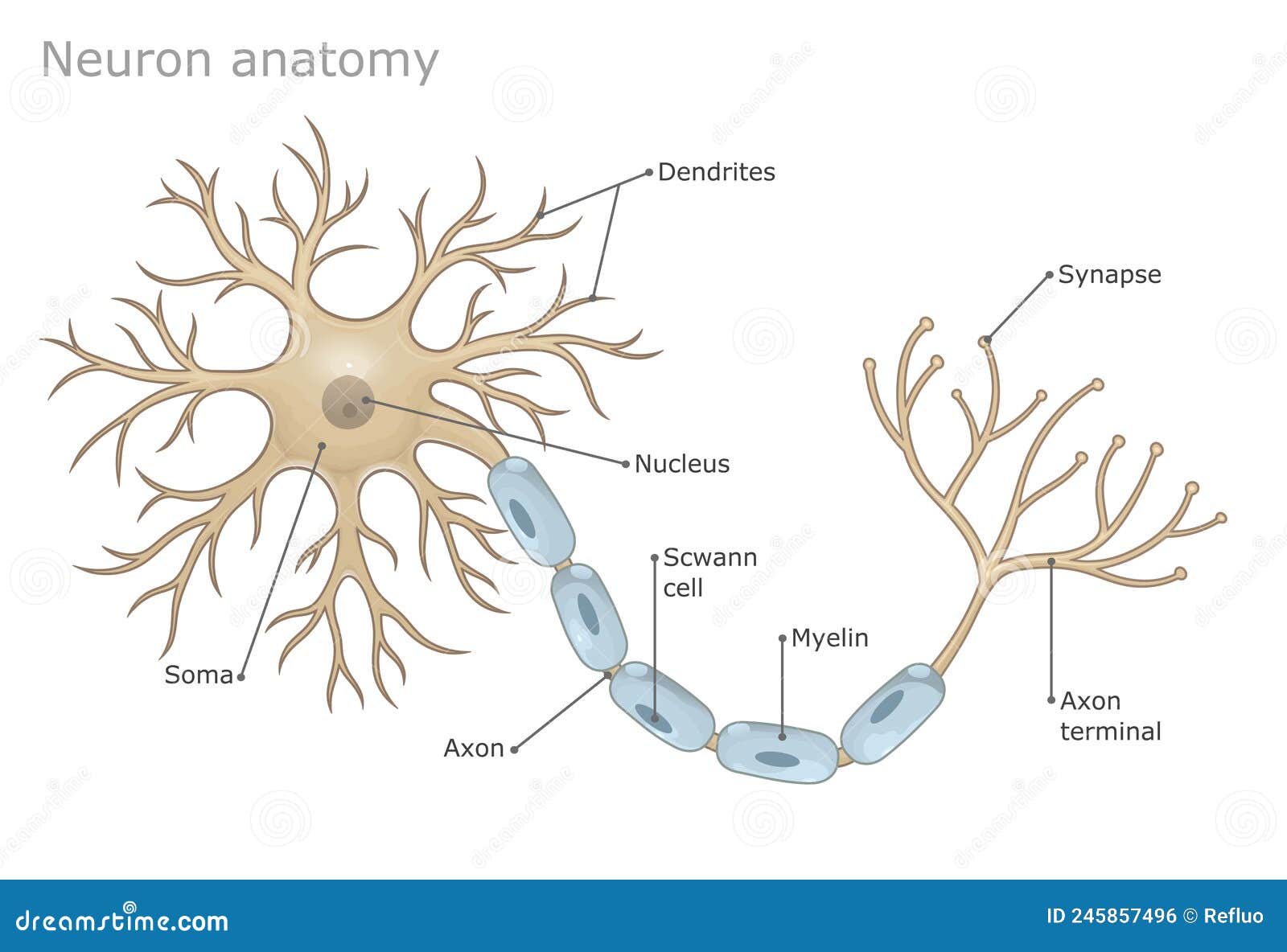 Neuron Anatomy Illustration Stock Vector - Illustration of biology ...