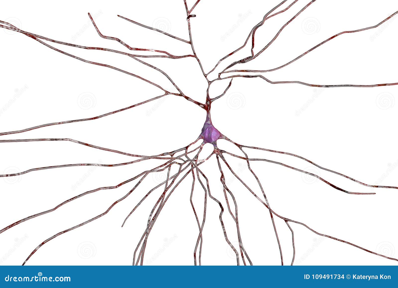 Brain Cell Isolated Stock Illustrations – 3,951 Brain Cell Isolated ...