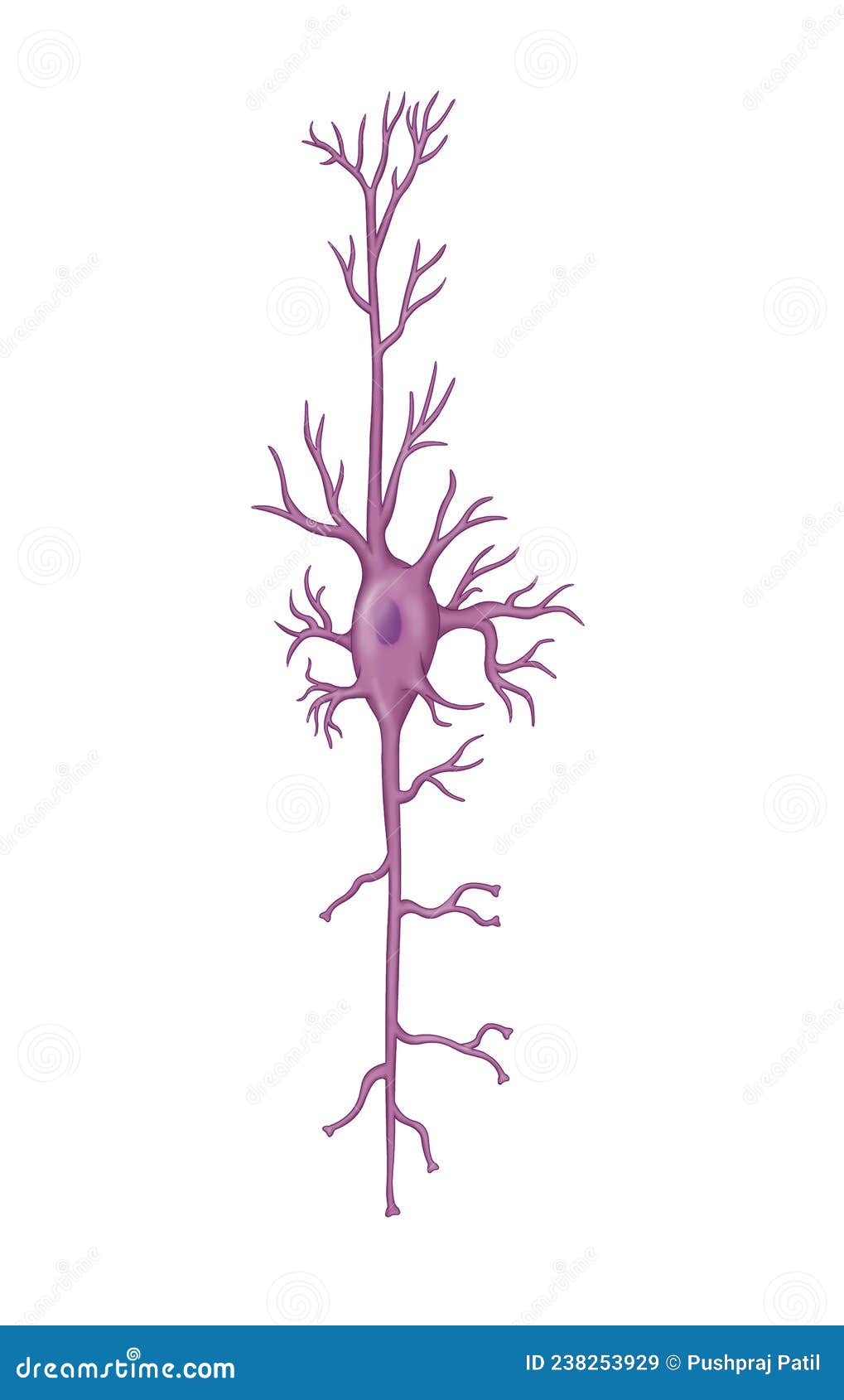 Neuron Cell Anatomy Stock Image | CartoonDealer.com #238253929