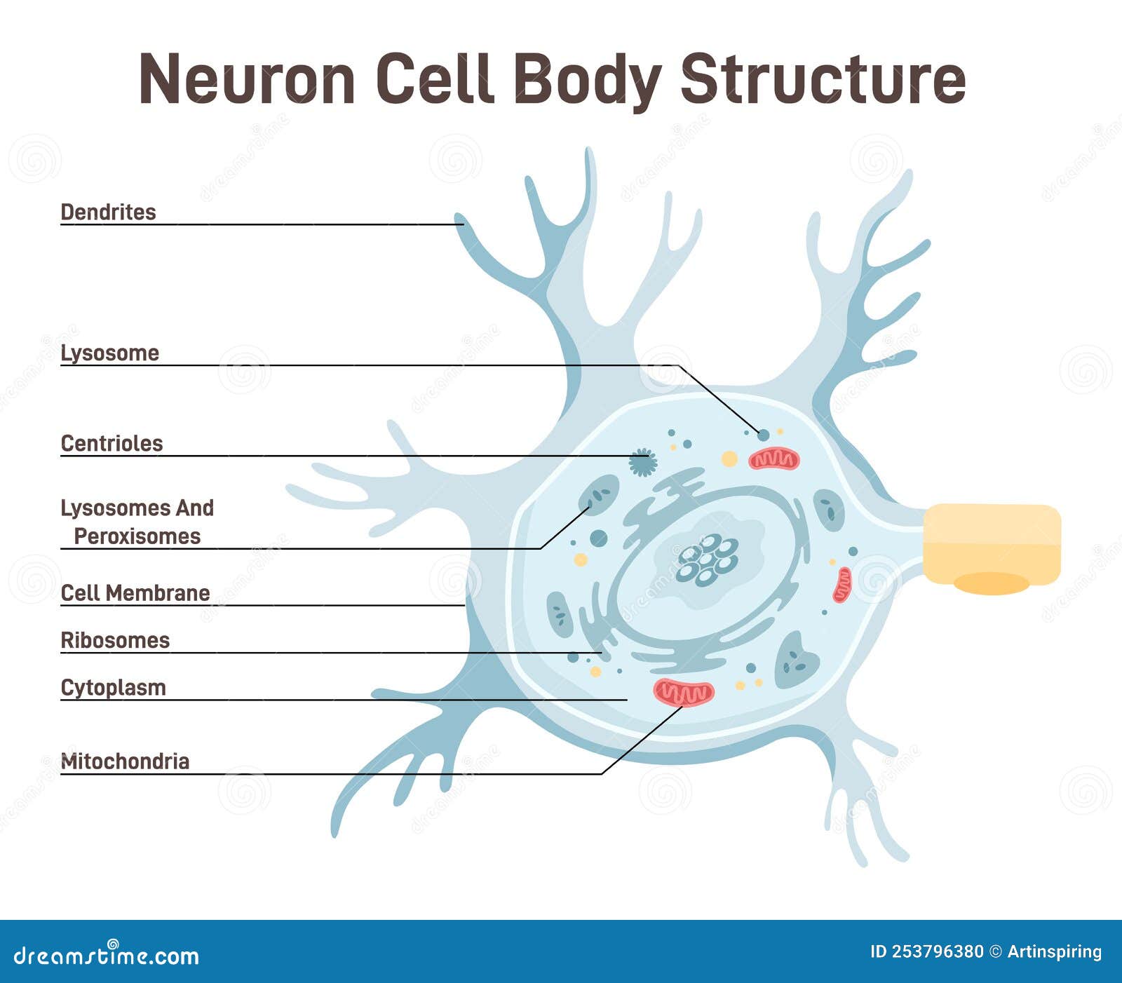 Neuron Cell Body Anatomy Cross Detailed Section Anatomy Stock Vector