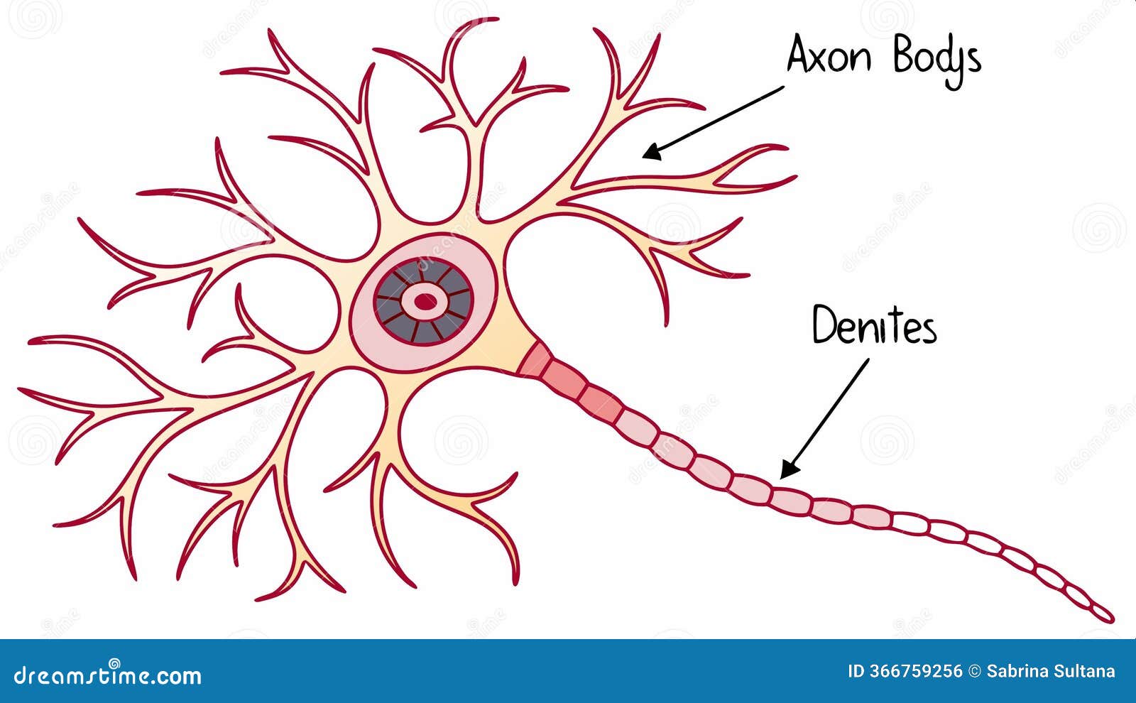Axon Vector Illustration. Labeled Diagram With Explanation And ...