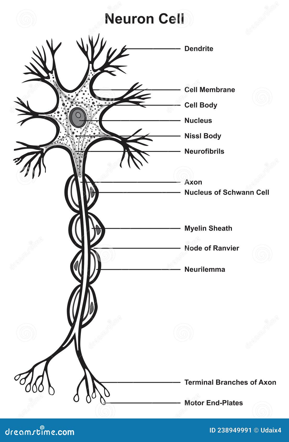 Axon Diagram Unlabeled Axon Diagram Unlabeled