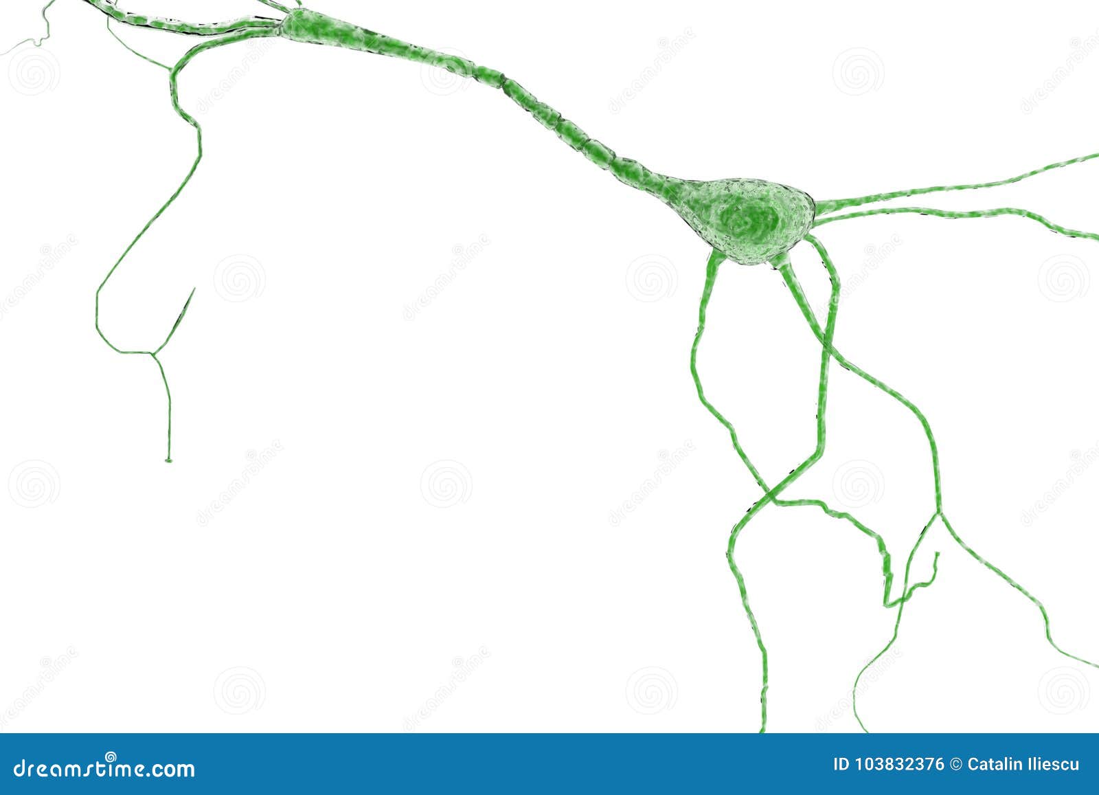 Neuron Cell, Neurons on White Background Stock Illustration ...