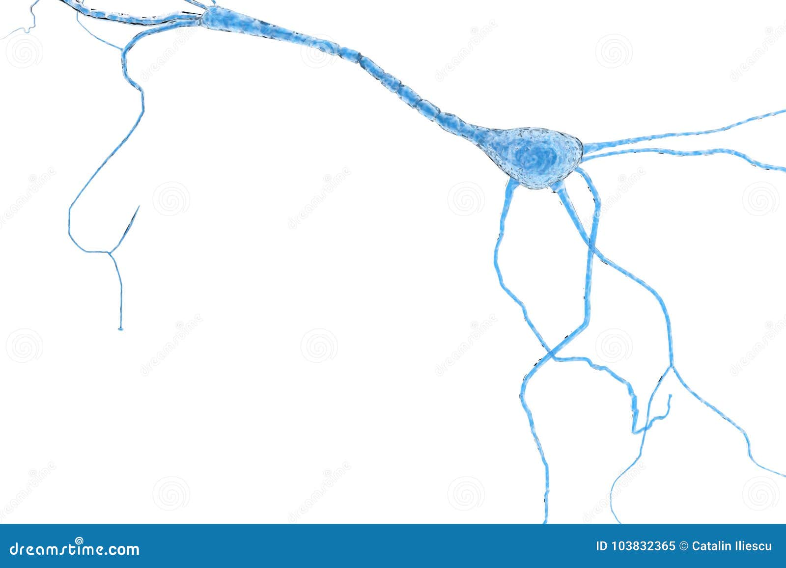 Neuron Cell, Neurons On White Background Stock Image | CartoonDealer ...