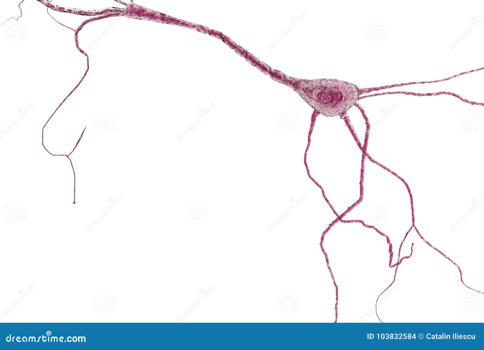 Neuron Cell, Neurons on White Background Stock Illustration ...
