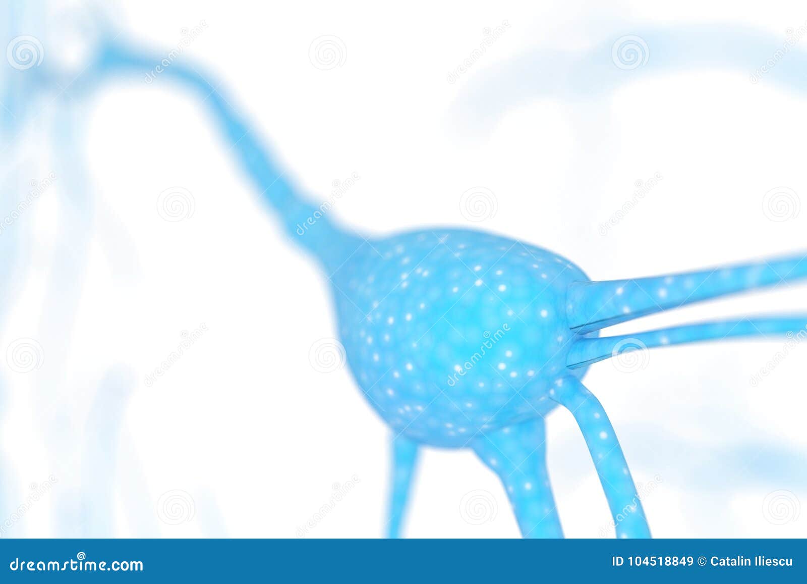 Neuron Cell, Neurons On White Background, Single Neuron Cell In Human ...