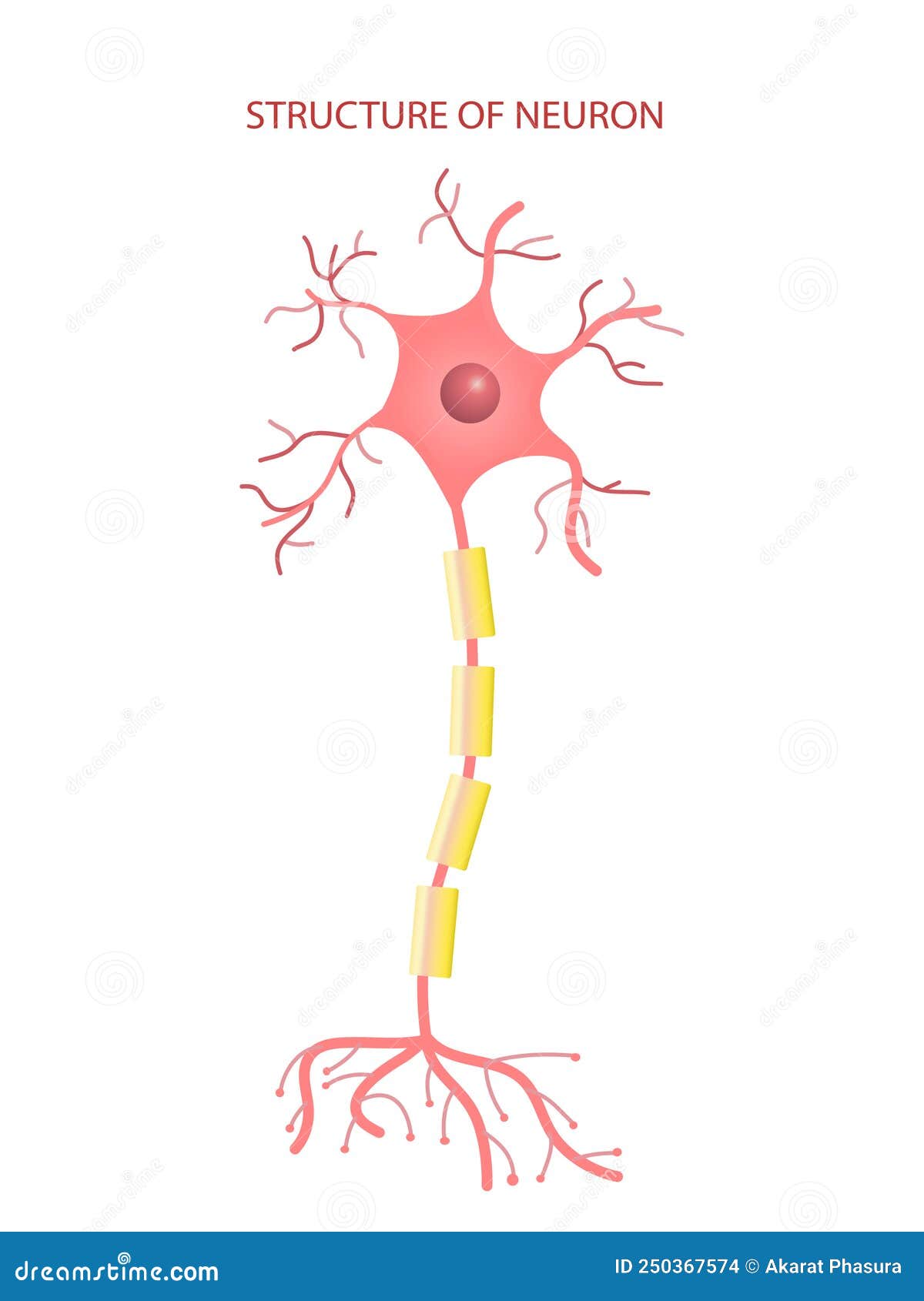 Neuron Cell Vector Information on White Background Stock Vector ...