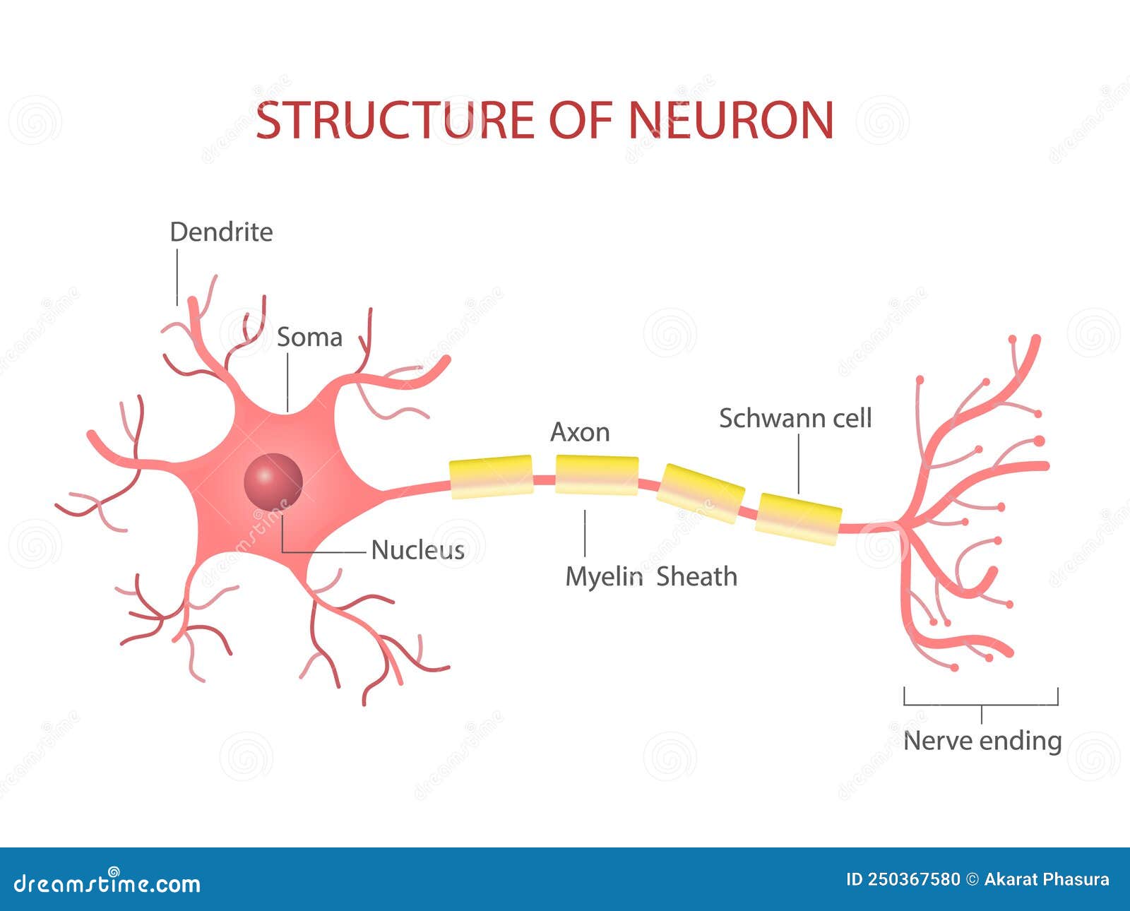Neuron Cell Vector Information on White Background Stock Vector ...