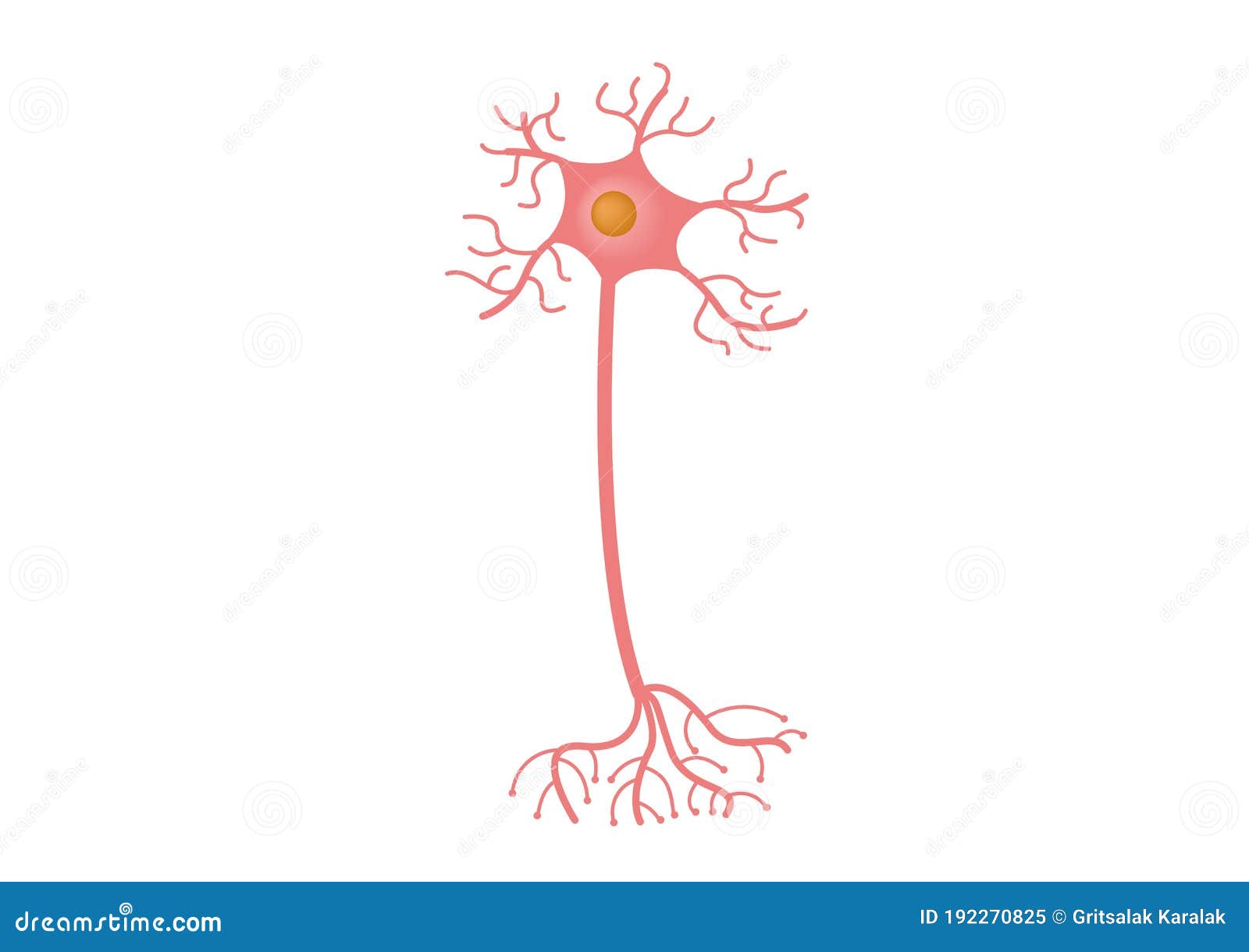 Neuron Cell Vector Illustration | CartoonDealer.com #17881370