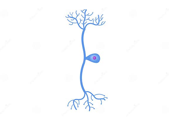 Neuron cell vector stock vector. Illustration of chart - 192270829