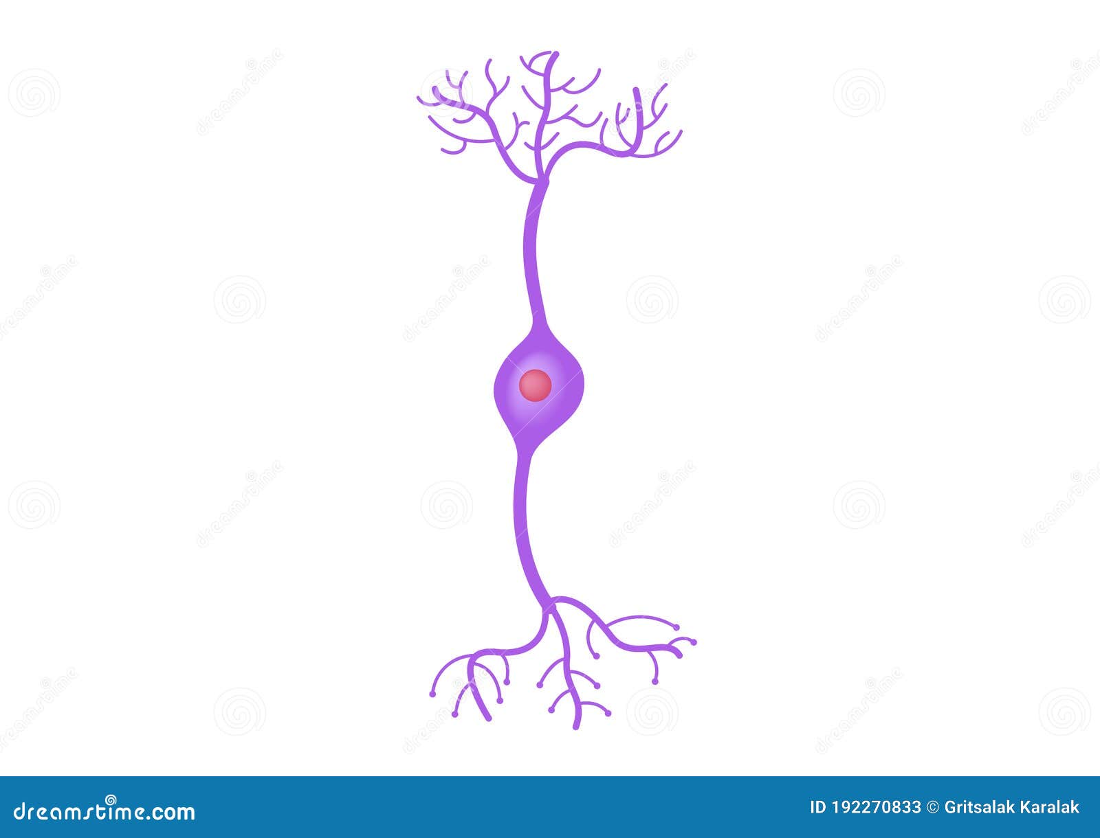 Neuron cell vector stock vector. Illustration of anatomy - 192270833