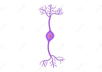 Neuron cell vector stock vector. Illustration of anatomy - 192270833