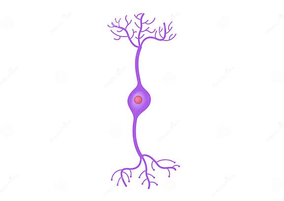 Neuron cell vector stock vector. Illustration of anatomy - 192270833
