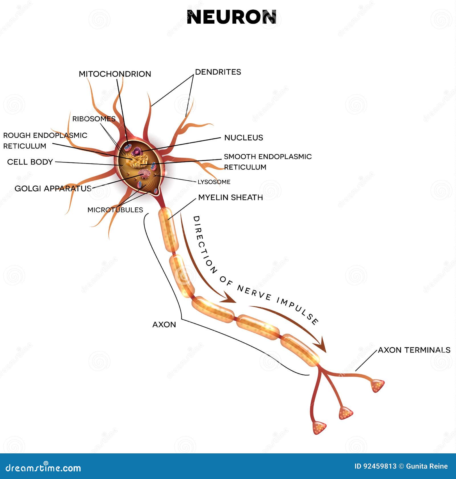 Neuron, De Anatomie Van De Zenuwcel Vector Illustratie - Illustration ...
