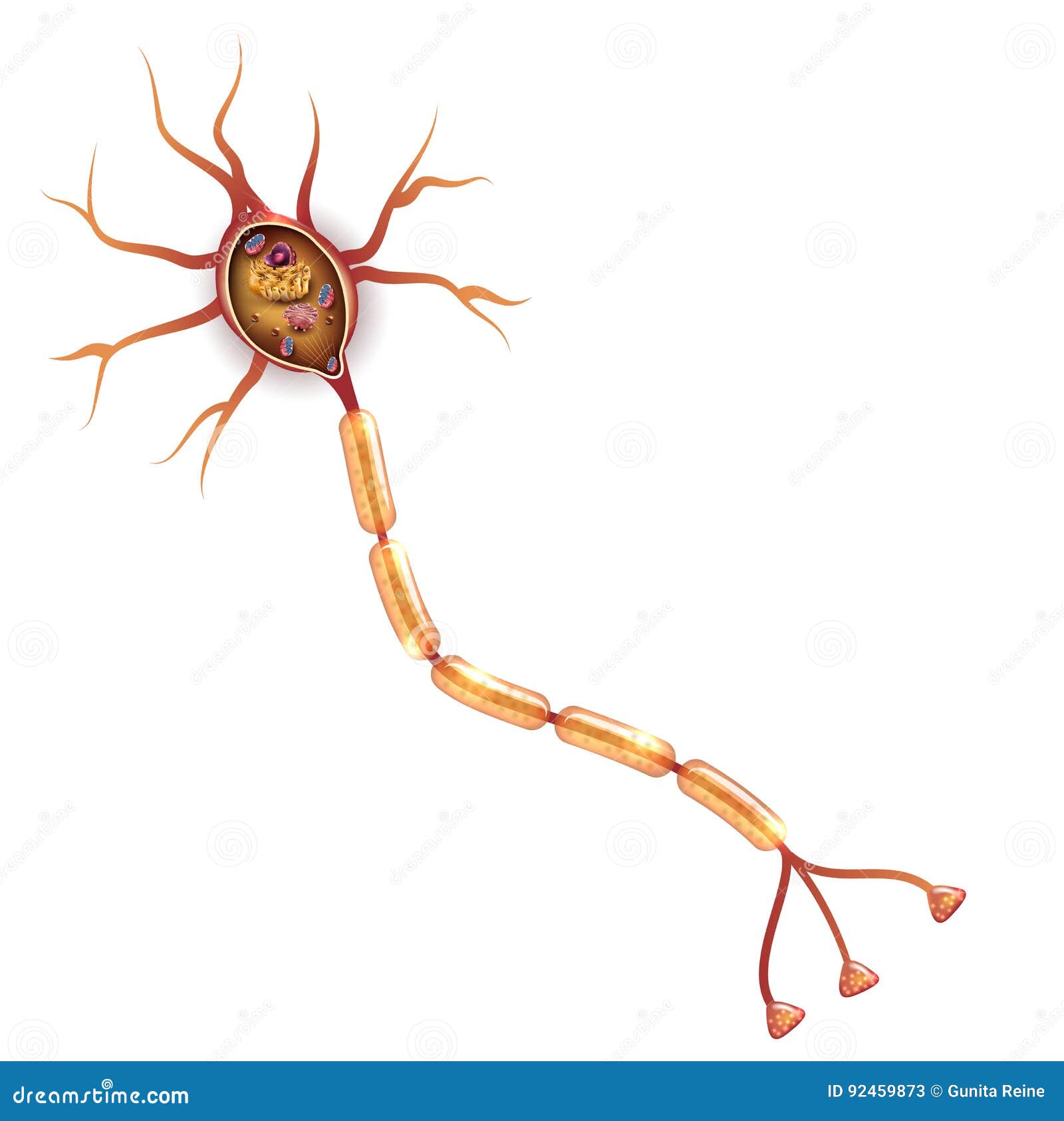 Neuron, De Anatomie Van De Zenuwcel Vector Illustratie - Illustration ...