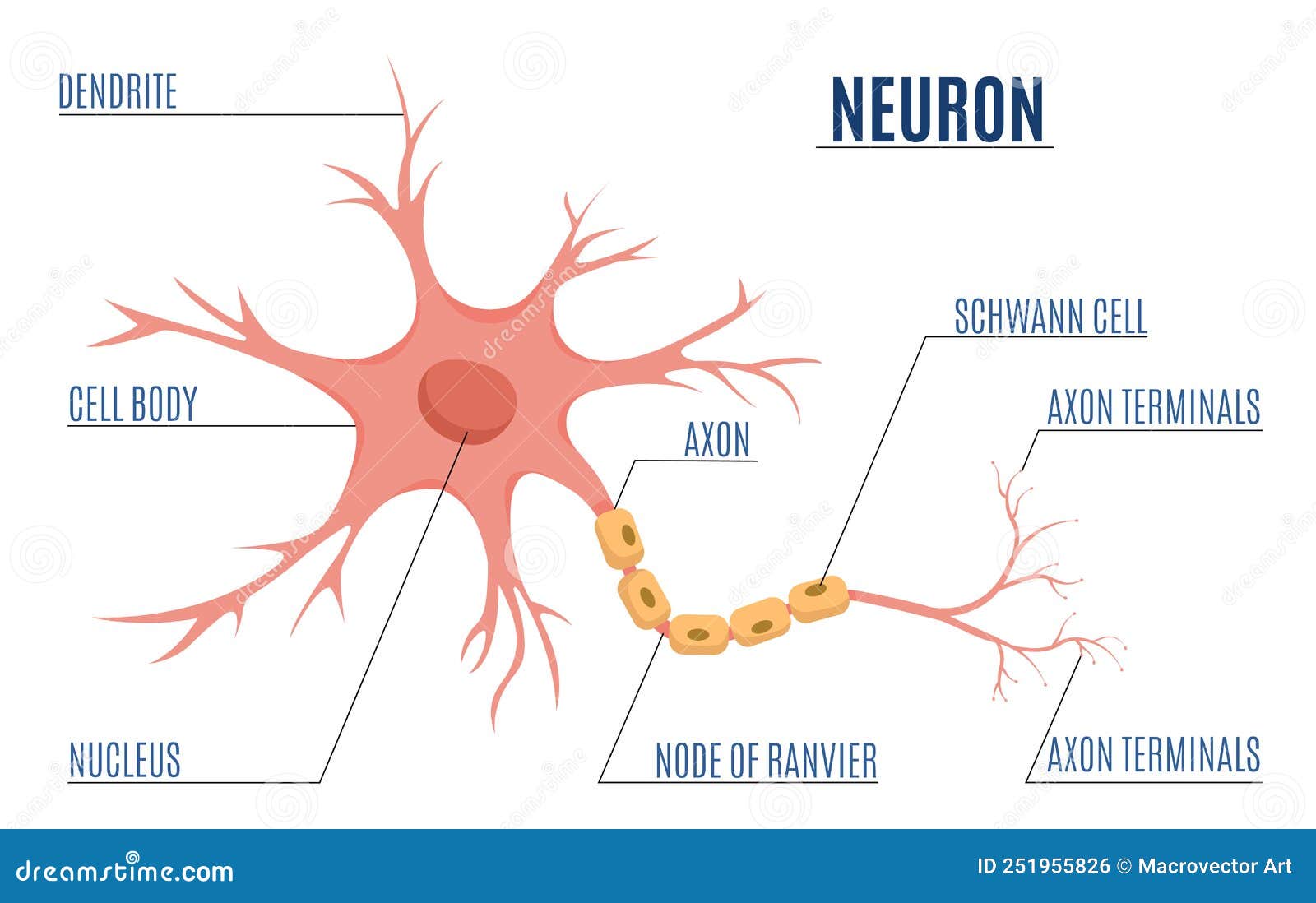 Neuron Diagram Flat Infographics Stock Vector - Illustration of body ...