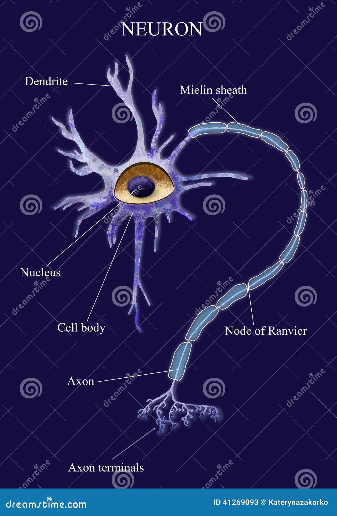 Neuron stock illustration. Illustration of nucleus, receptor - 41269093