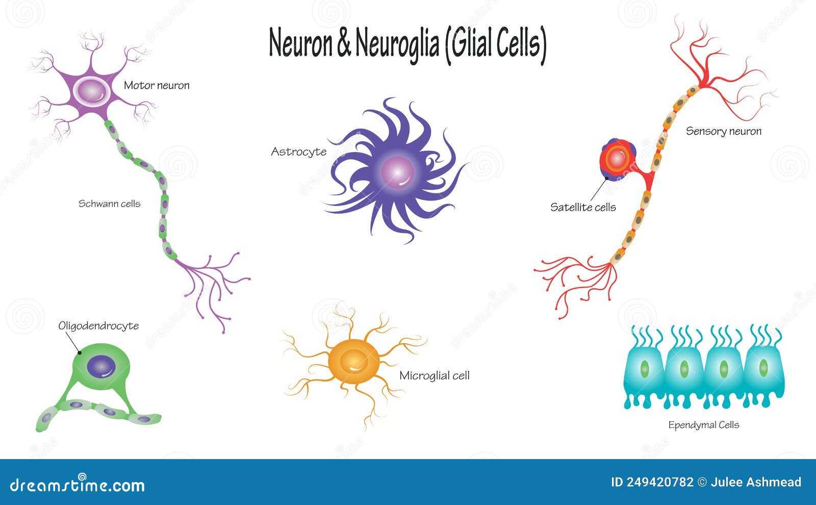 Neuron and Glial Cells Vector Illustration Diagram Stock Vector ...