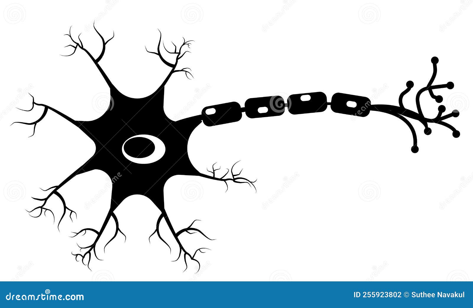 Neuron Icon on White Background. Human Neuron Cell Sign. Brain Neuron ... Neuron Icon on White Background. Human Neuron Cell Sign. Brain Neuron ...