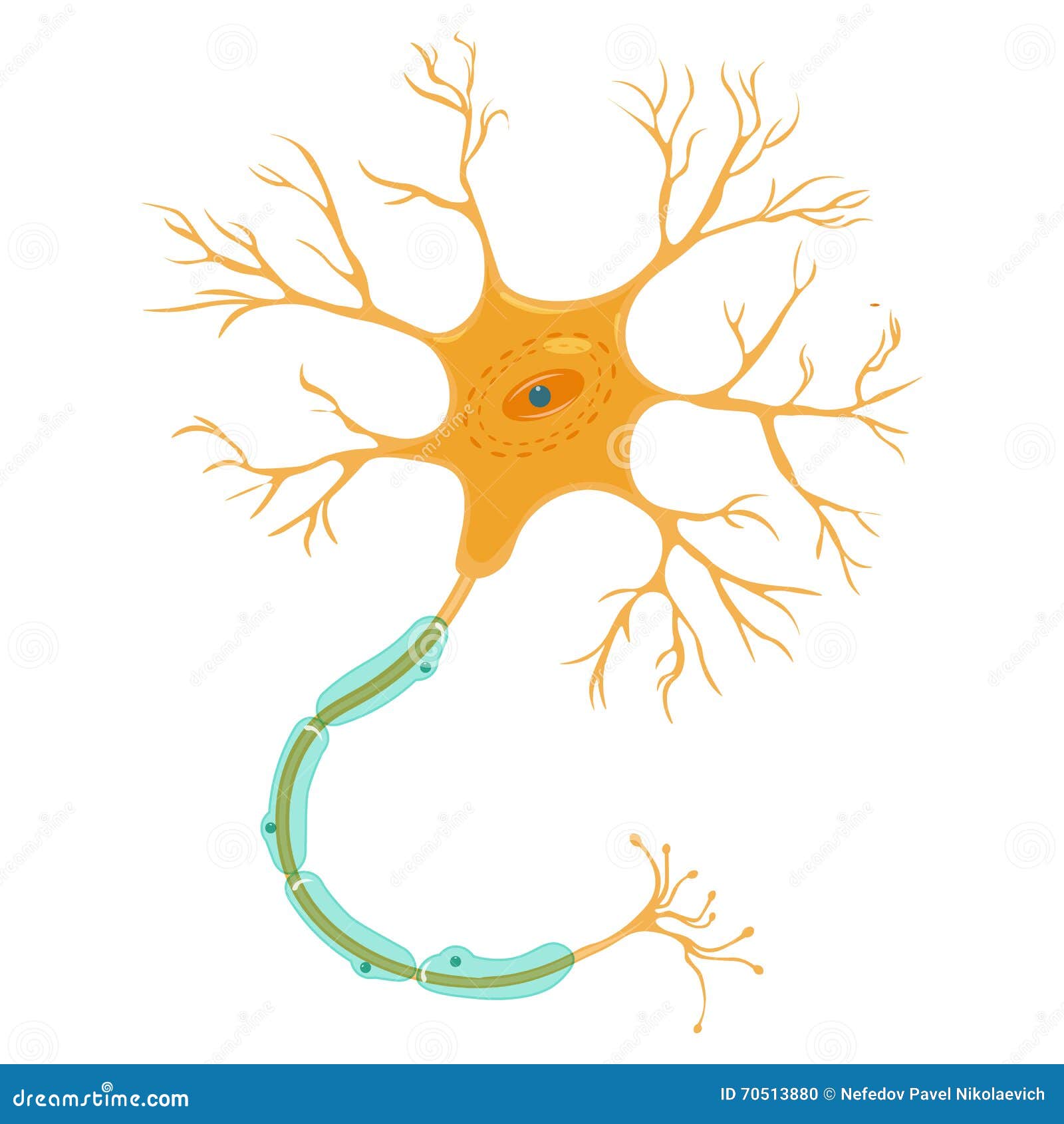 Neuron Illustration Isolated on White Background. Stock Illustration ... Neuron Illustration Isolated on White Background. Stock Illustration ...
