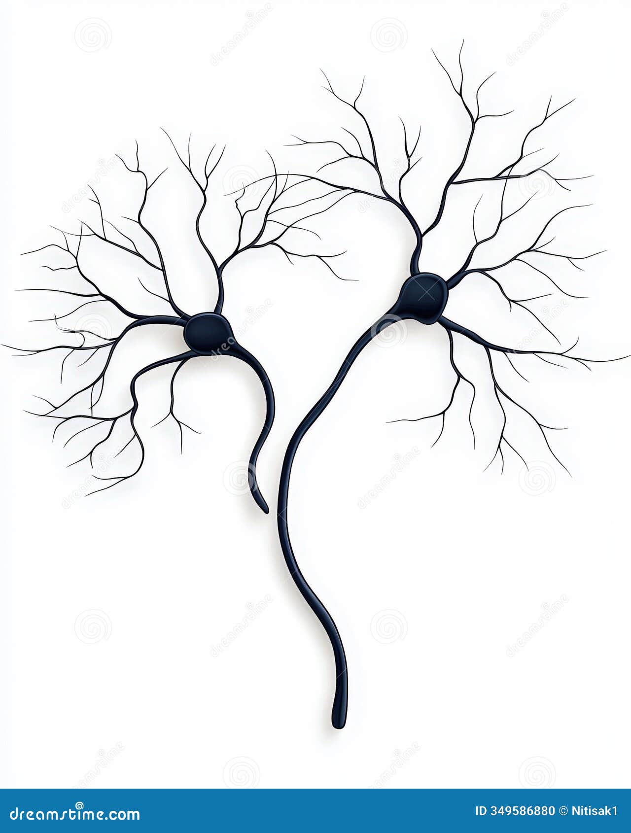 Neuron Illustration White Isolate Background Stock Illustration ...