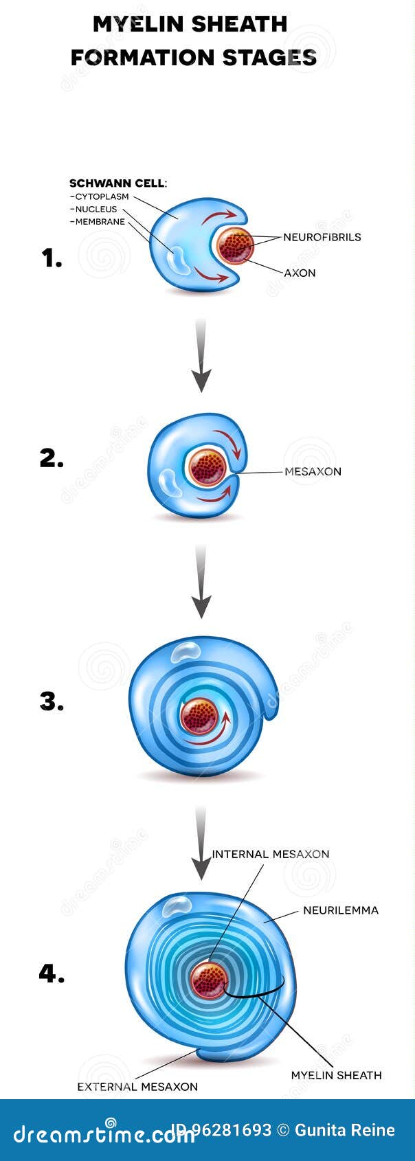 Neuron myelin sheath stock vector. Illustration of body - 96281693